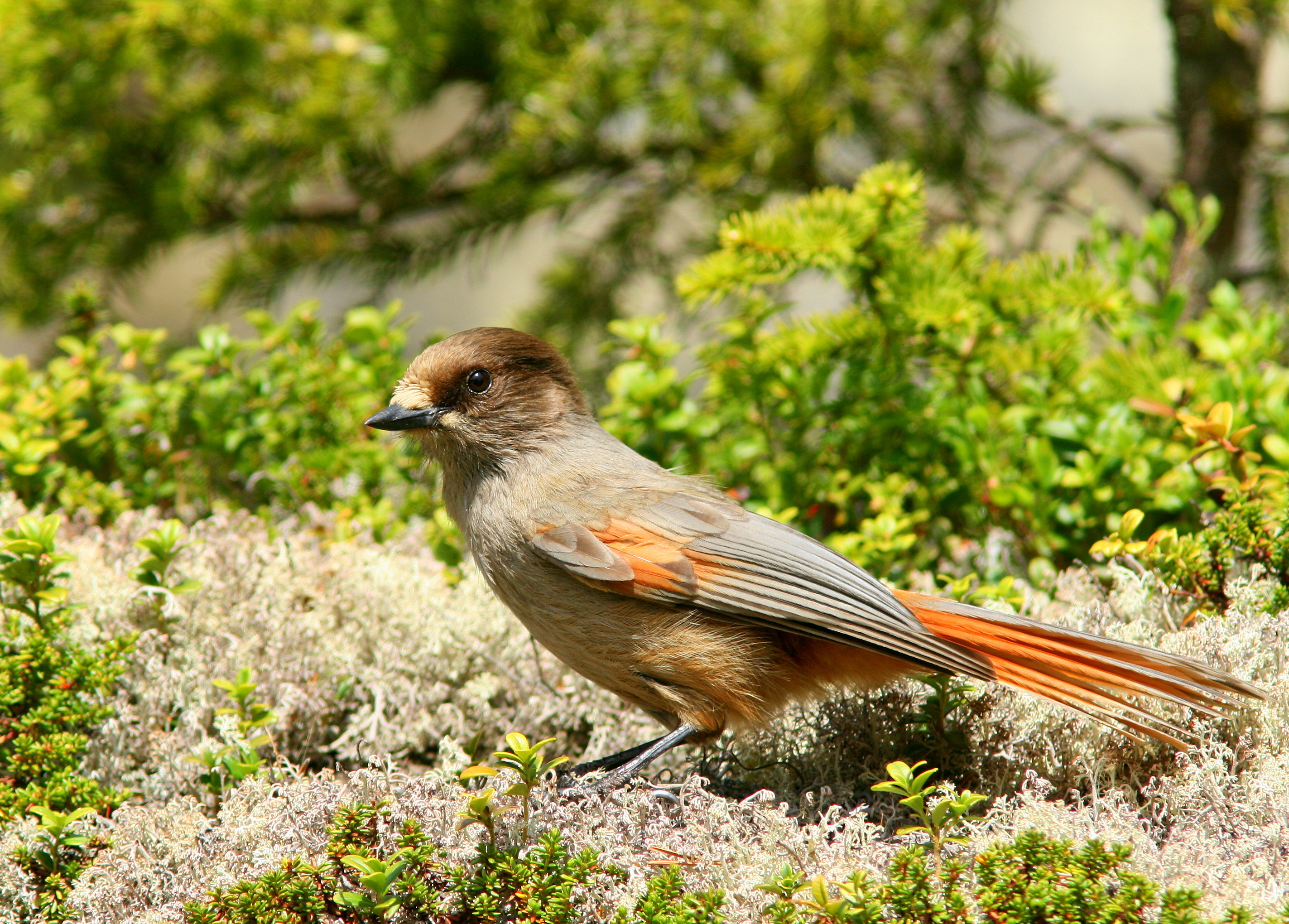 Records among Norwegian ringed birds - The Norwegian Bird Ringing Centre