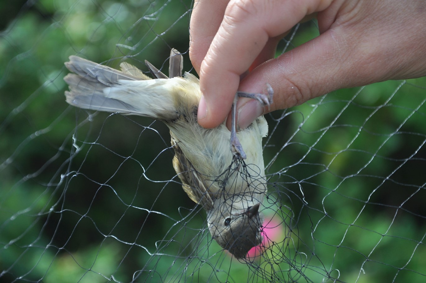 Ringing permit - The Norwegian Bird Ringing Centre